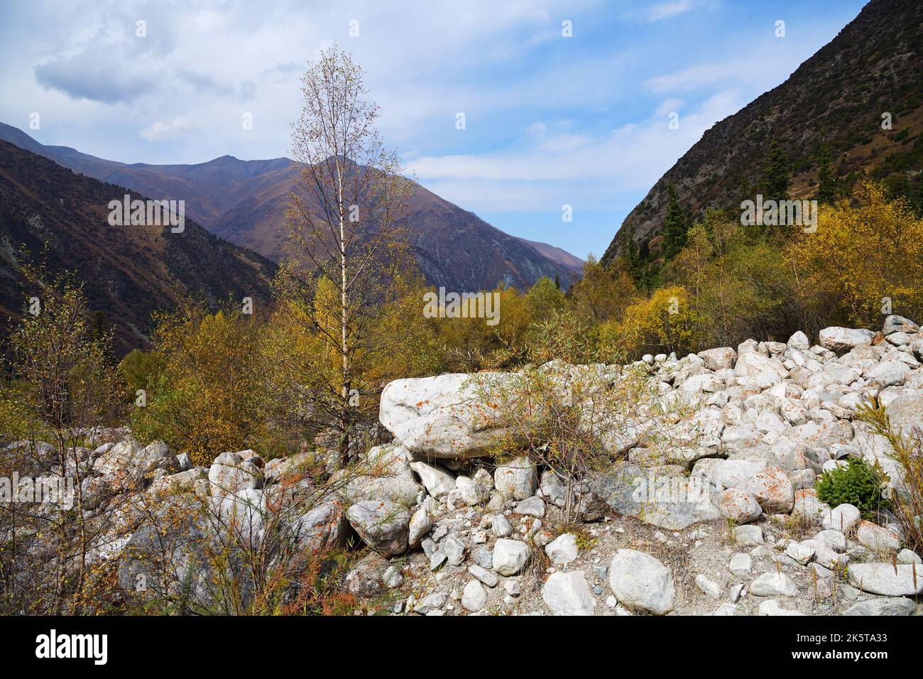 Ak Sai valley autumn landscape. Stone run, birch trees and view on high ...