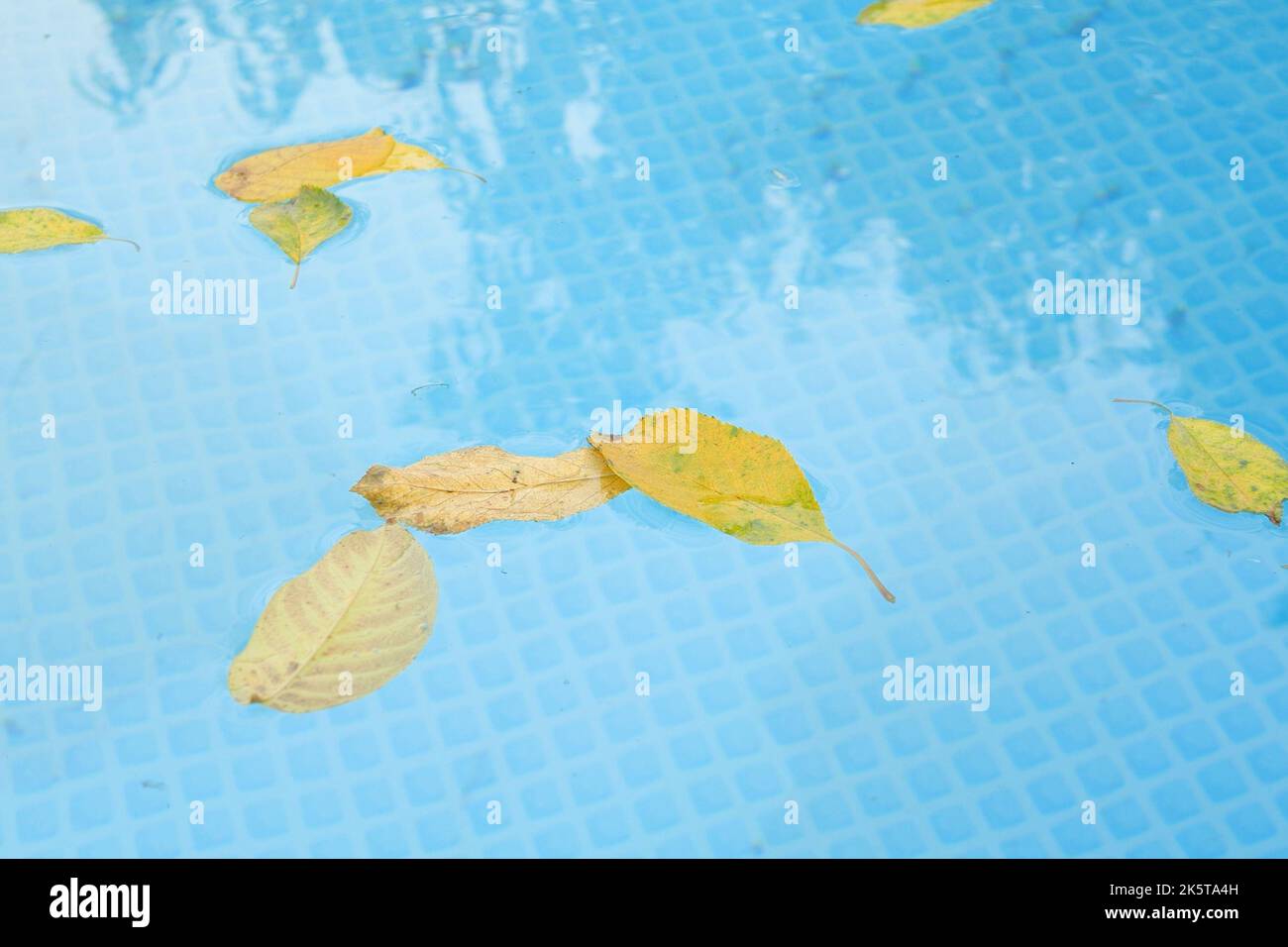 Cleaning a swimming pool with a mesh skimmer . The long net cleans ...