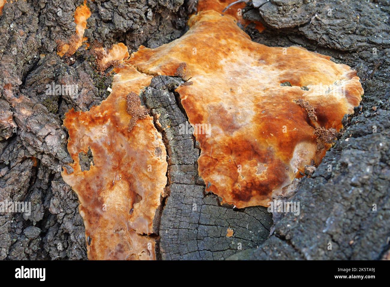fungus on a tree trunk outdoor. Fungal disease. Close-up Stock Photo ...
