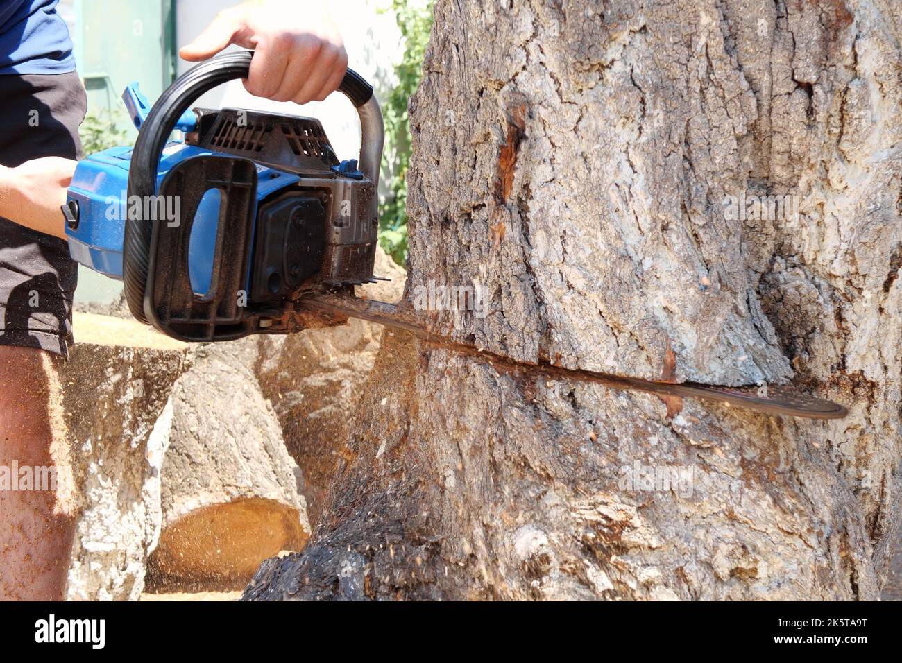 Woodman chopping tree chainsaw deforestation hi-res stock photography ...