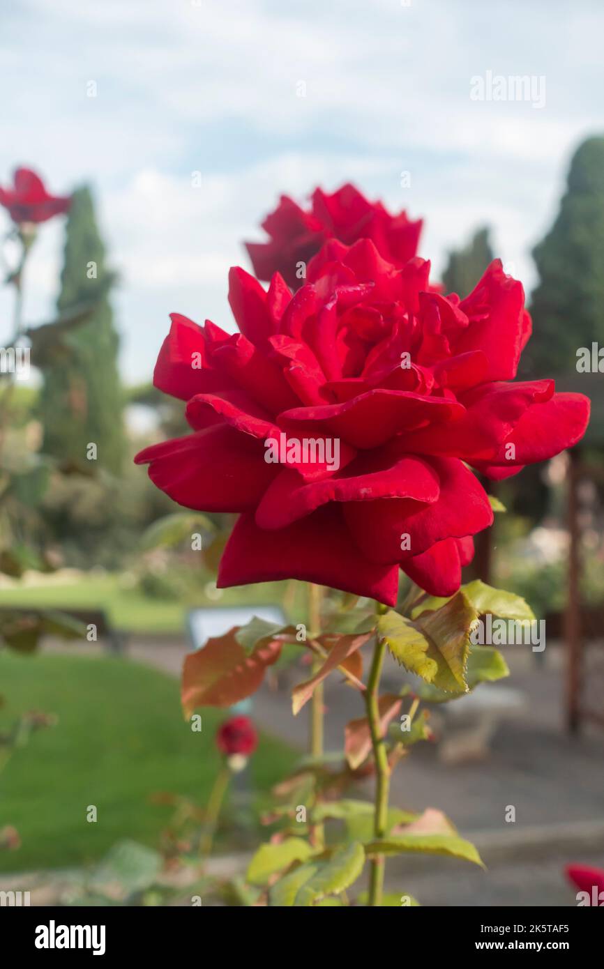 Rome, Italy - October 2022 - Roseto Comunale, The Municipal Rose Garden ...