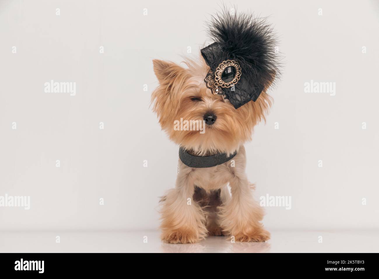 picture of adorable yorkie dog with black accessories on head and neck ...