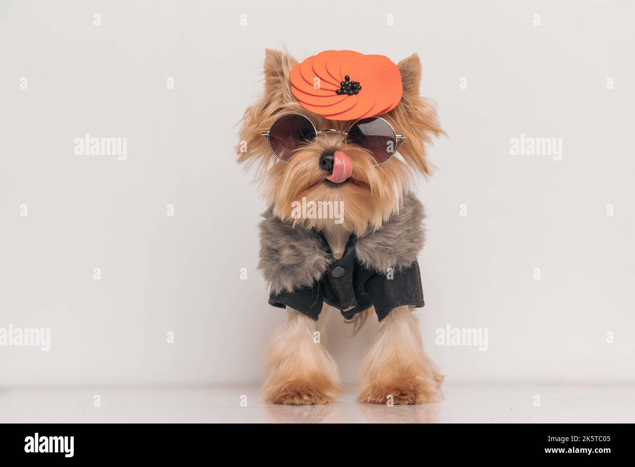 cool little yorkie pup with funny clothes sticking out tongue and ...