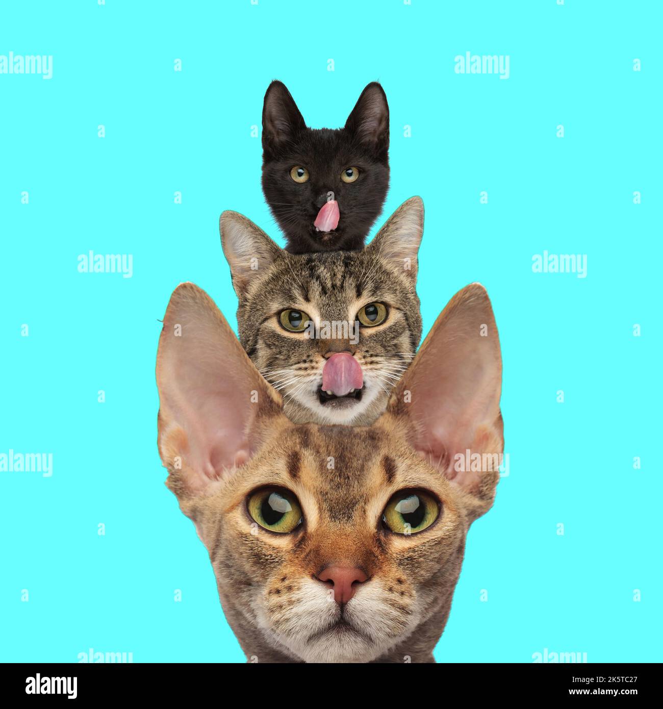funny picture of three hungry little cats heads with tongue outside ...