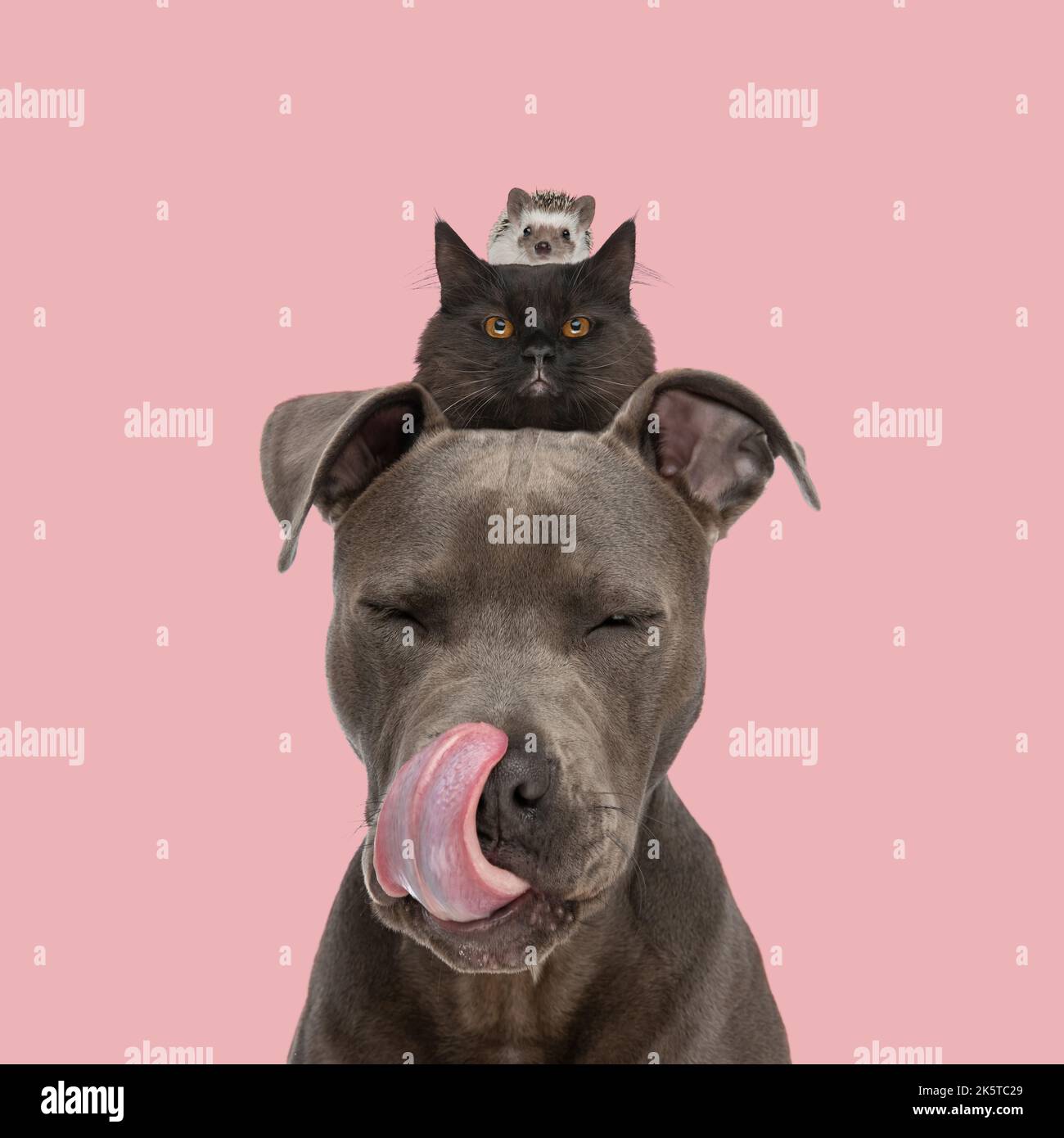 adorable group of animals, astaff dog, metis cat and cute hedgehog ...