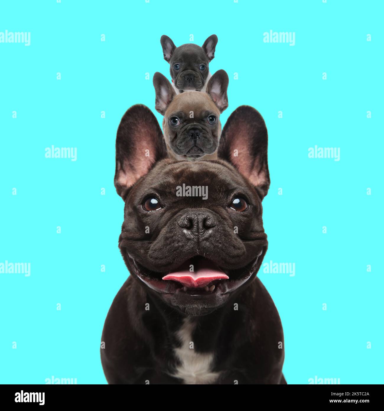 sweet little family of adorable happy french bulldog dogs puppies, one ...