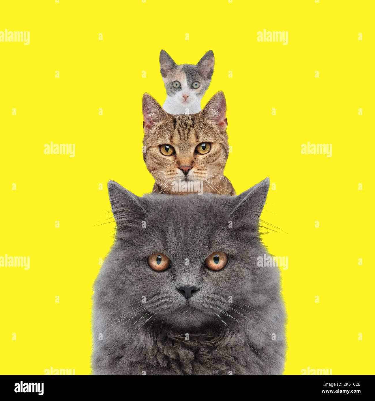 family of three adorable cats, british long hair, tabby and metis cat ...