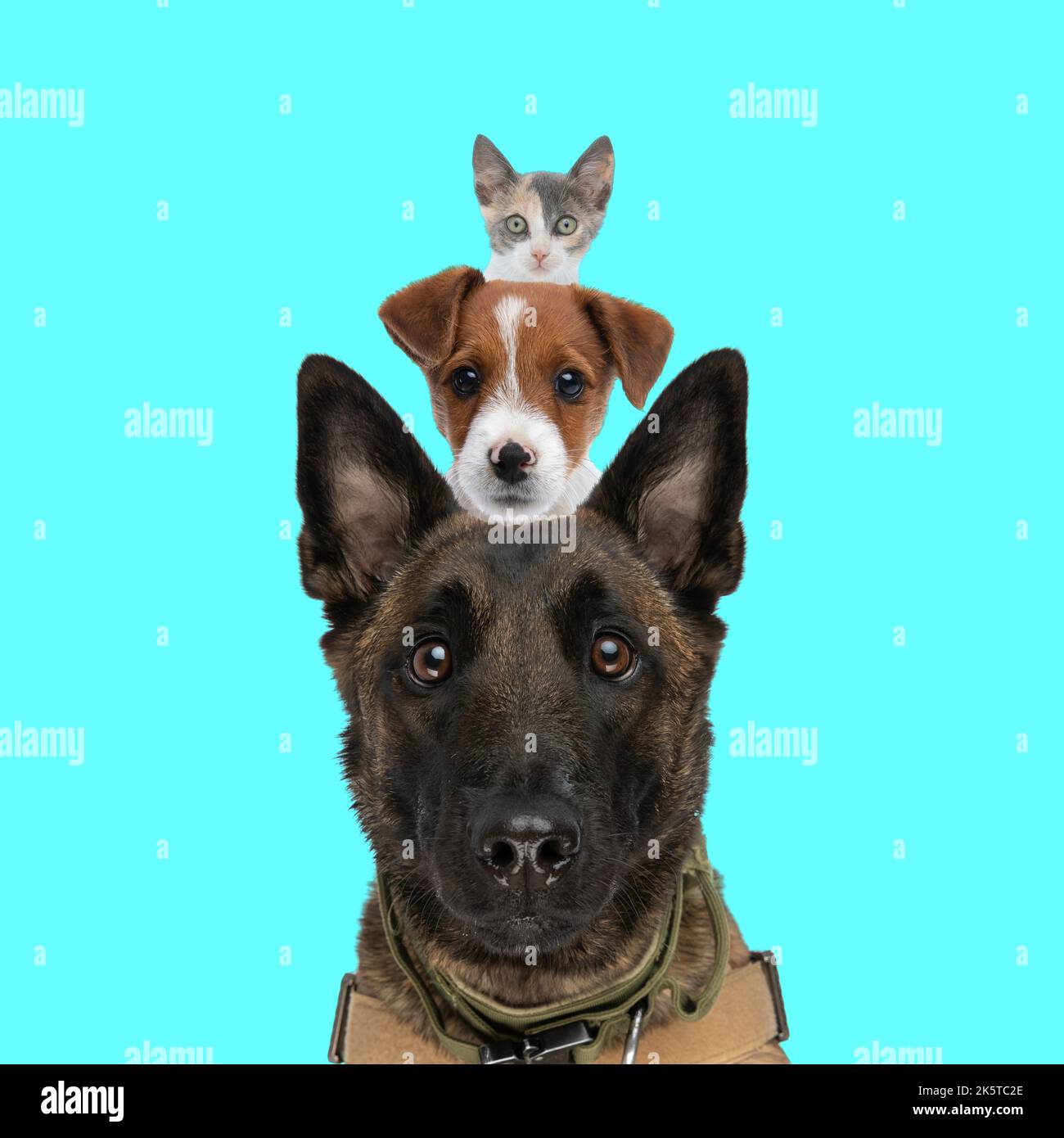 cute heads of animals belgian shepherd and jack russel terrier dog and ...