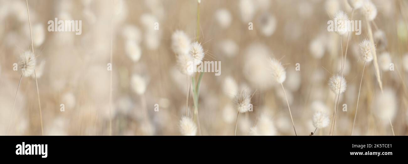 Fluffy field plants beige flora background, blurry Stock Photo - Alamy