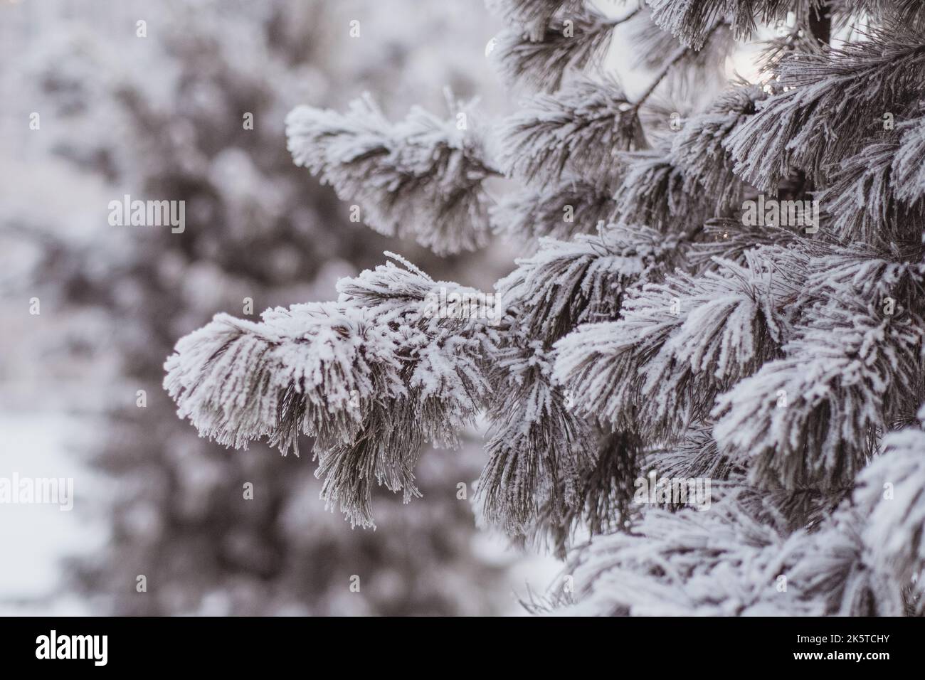 Snowy winter. Heavy snowfall in Moscow. Christmas trees in the snow ...