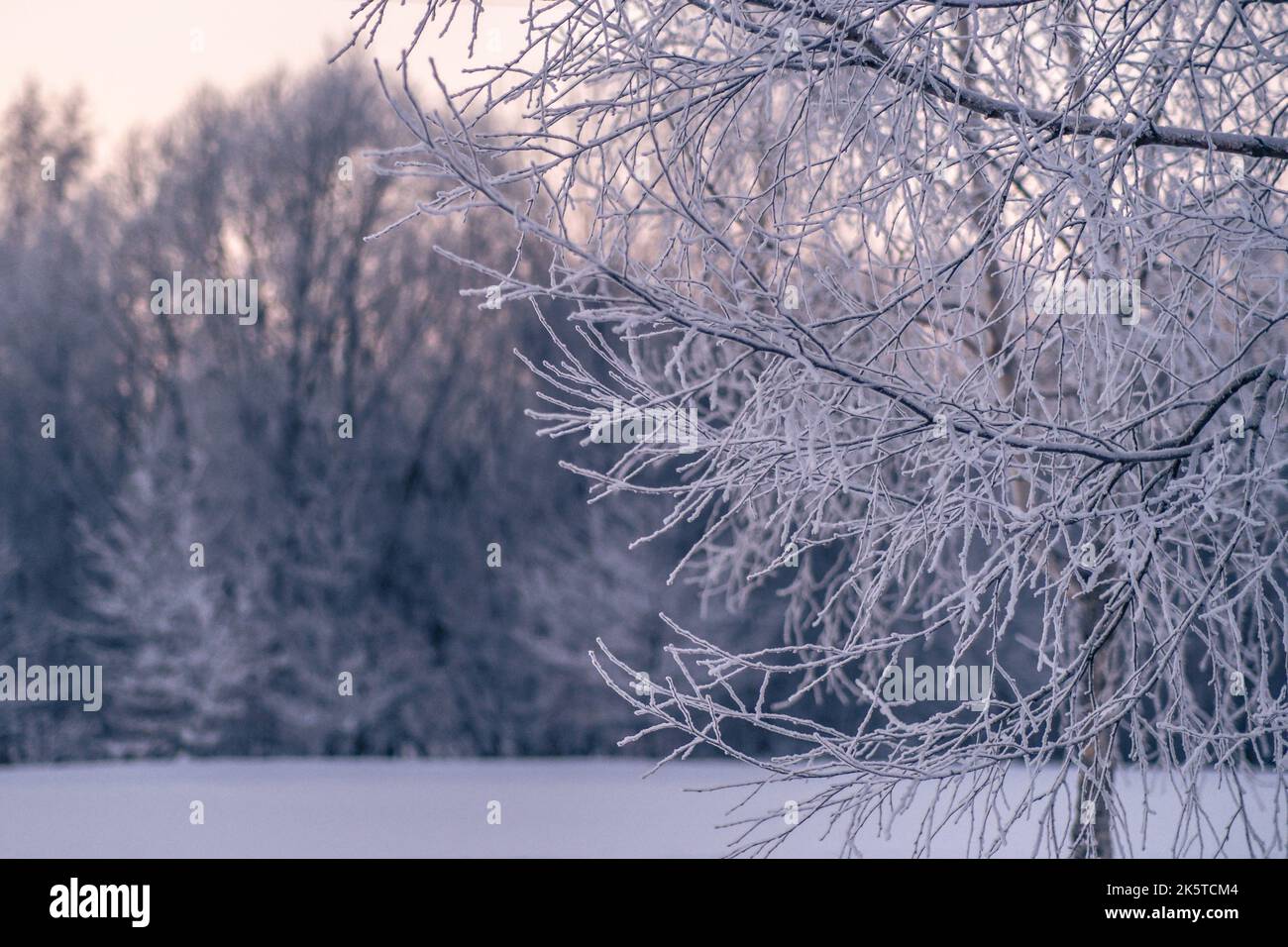Snowy winter. Heavy snowfall in Moscow. Christmas trees in the snow ...