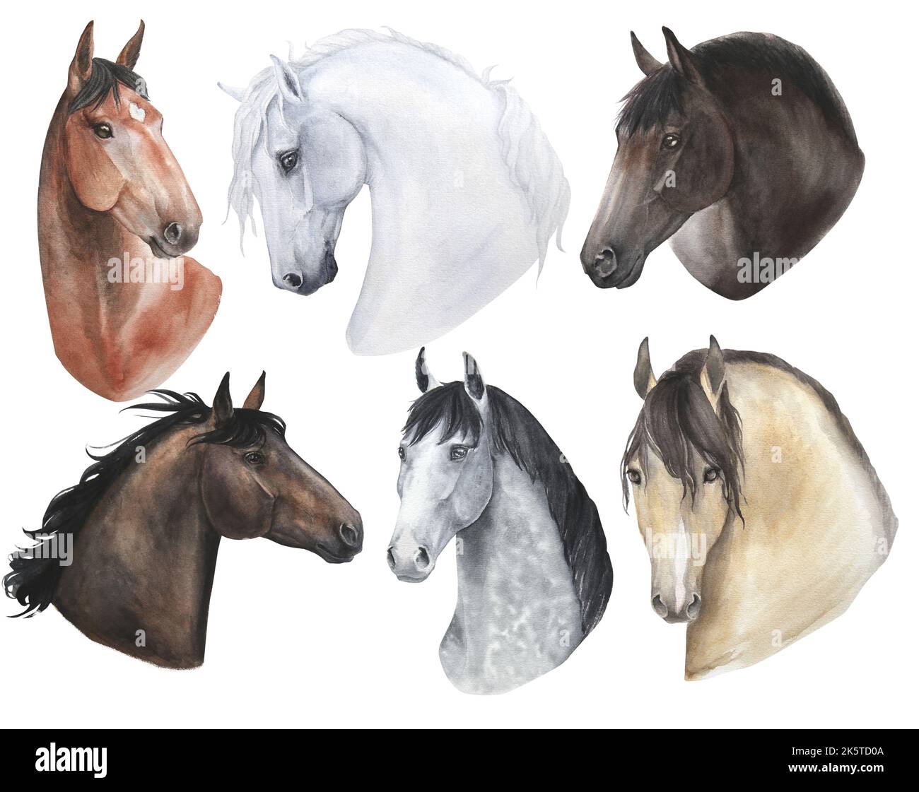 watercolor illustration set of portraits of horses isolated on white ...