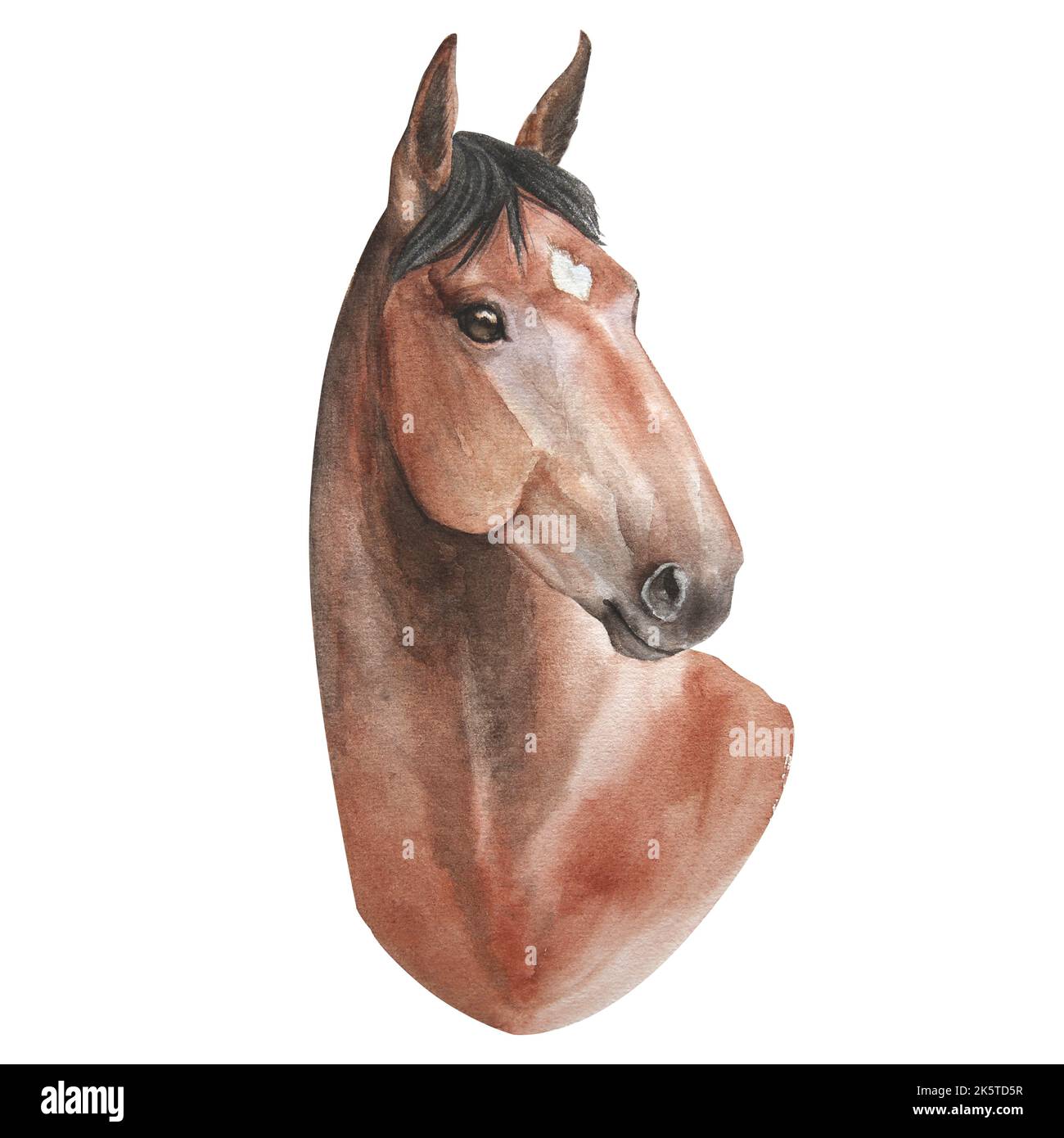 watercolor realistic illustration portrait of bay horse isolated on ...