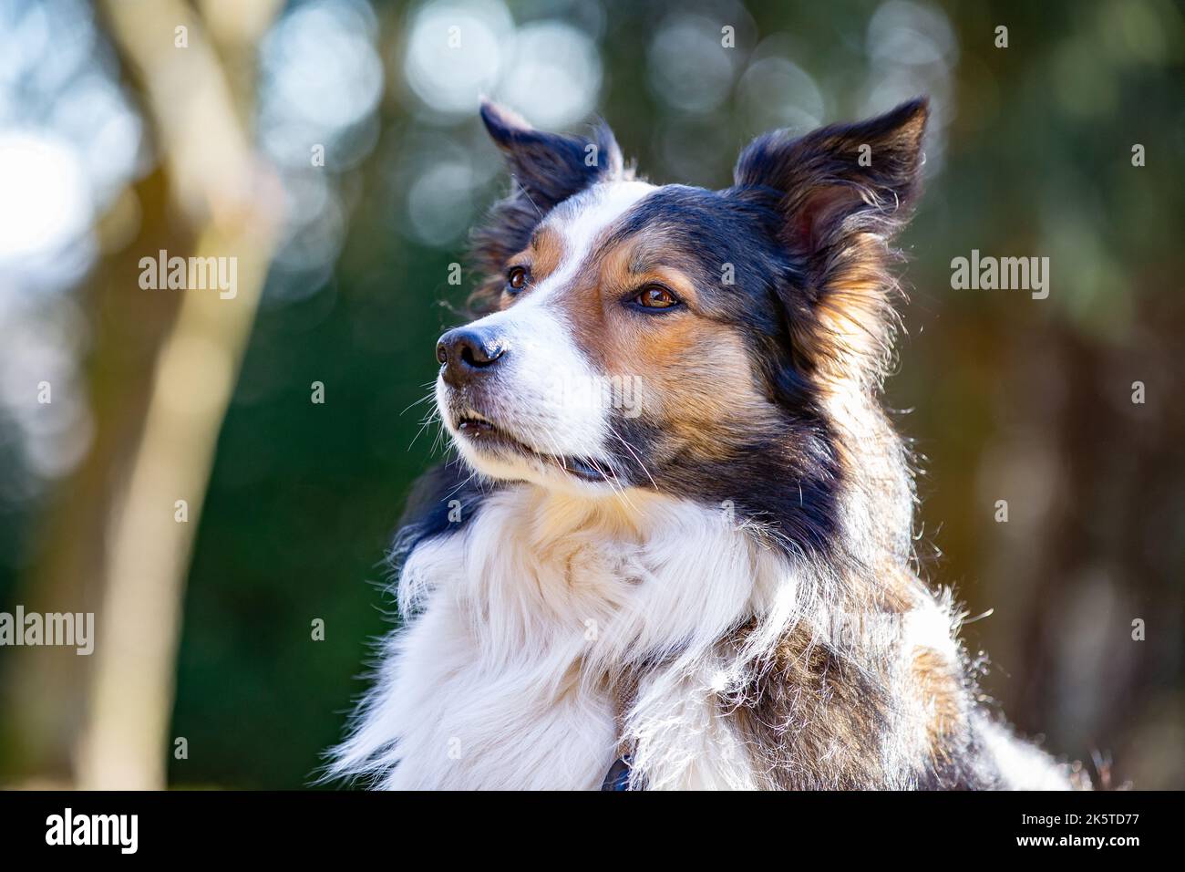 A cute Border Collie dog on bokeh background Stock Photo - Alamy