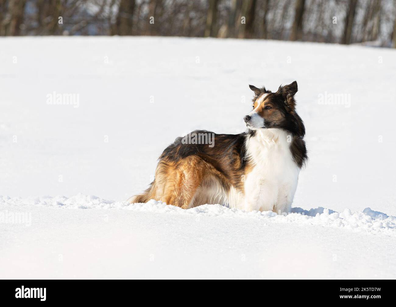 A cute Border Collie dog standing on snow Stock Photo - Alamy