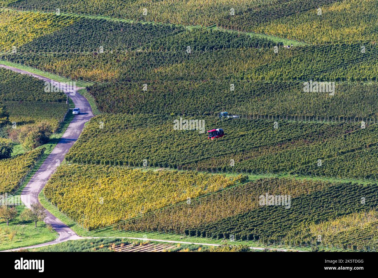 Pfaffenweiler, Germany. 10th Oct, 2022. A grape harvester drives ...
