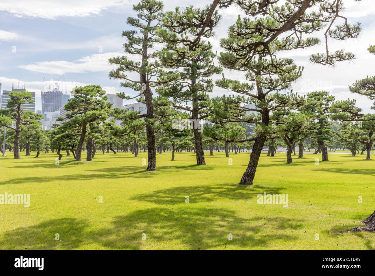 Pine trees with buildings behind, in the grounds of the Imperial Palace ...