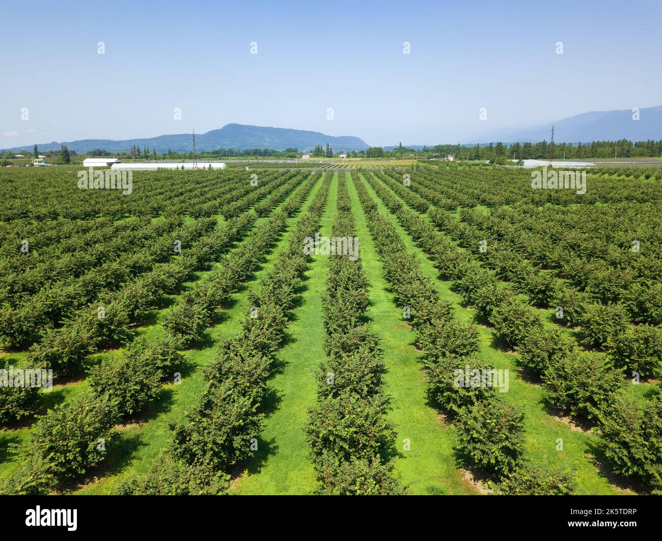 Drone view of a plantation of walnut trees on a sunny day. Hazelnut ...