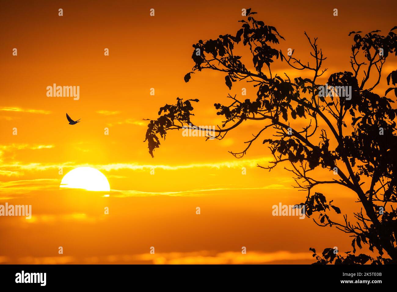 Flying bird and sunrise with warm sun behind dark clouds and tree ...