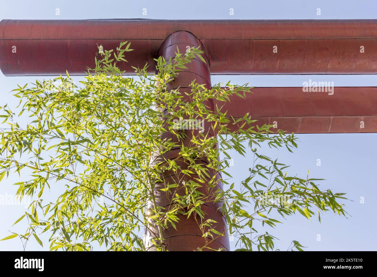 Traditional toori gate with leaves, at Suitengu-jinja shinto shrine ...