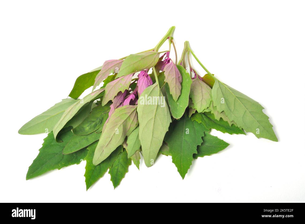 Atriplex hortensis, Chenopod on a white background Stock Photo - Alamy