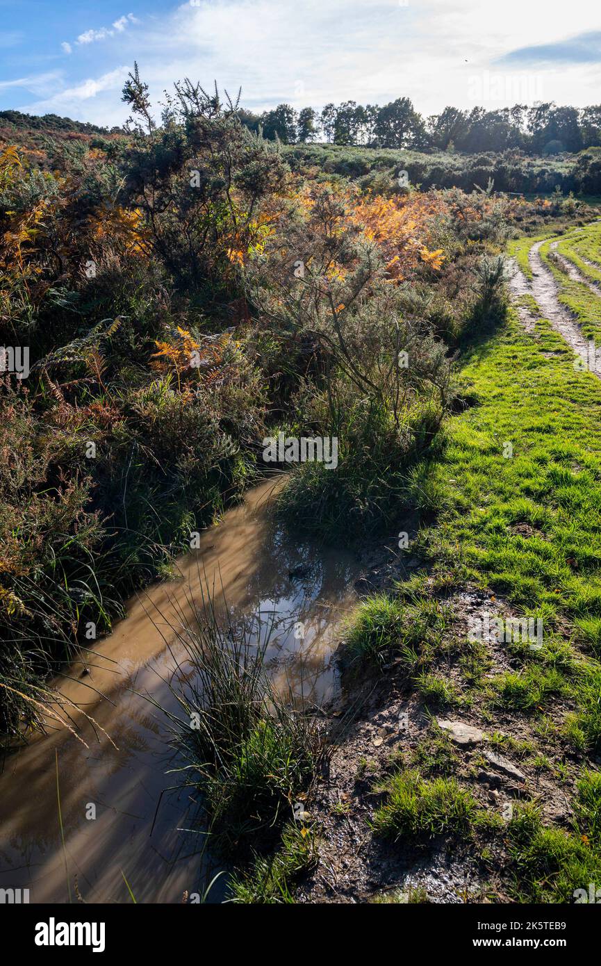 Views of Ashdown Forest , East Sussex , England UK Ashdown Forest is an ...