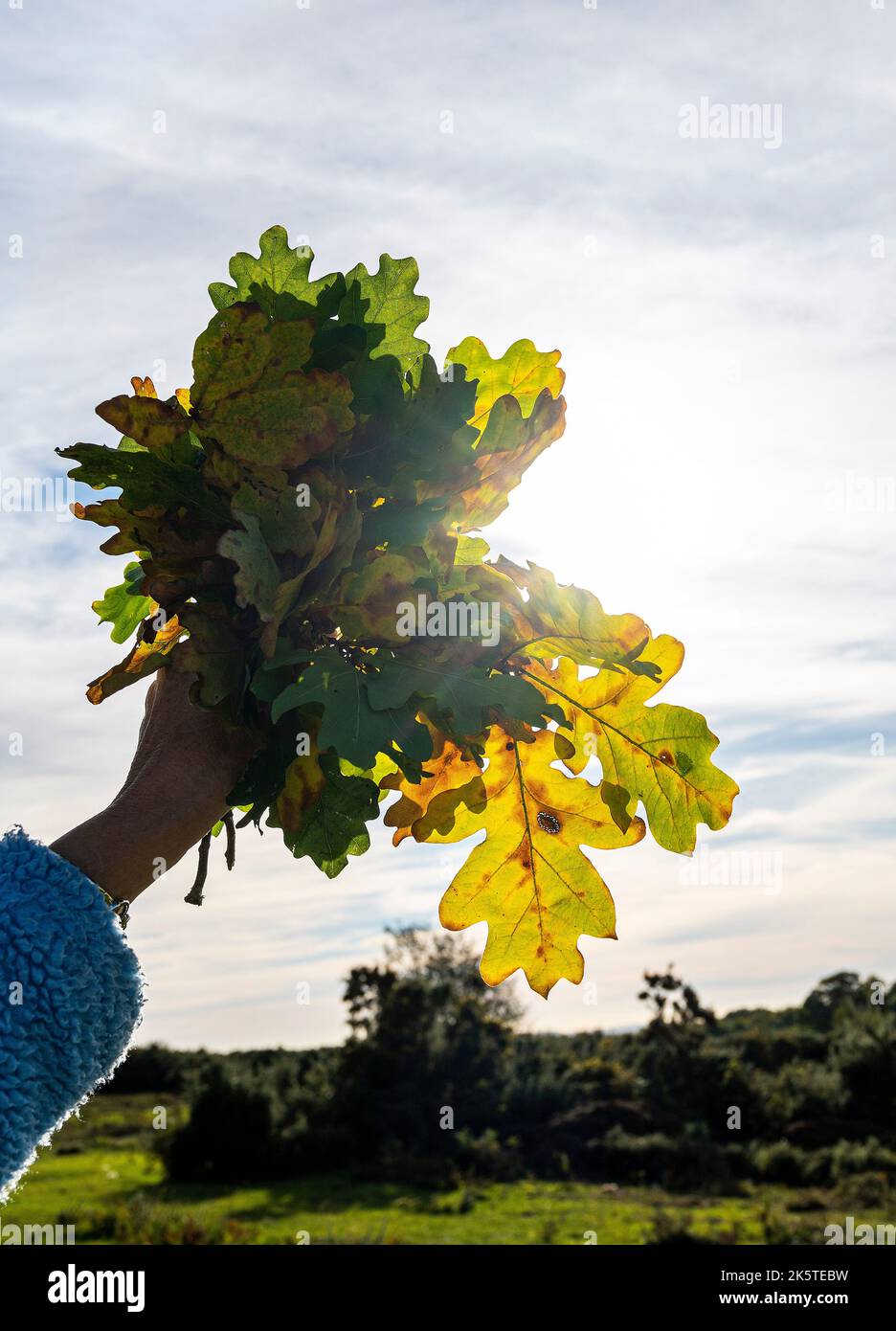 Woman holding bunch of collected oak tree leaves in Ashdown Forest on ...