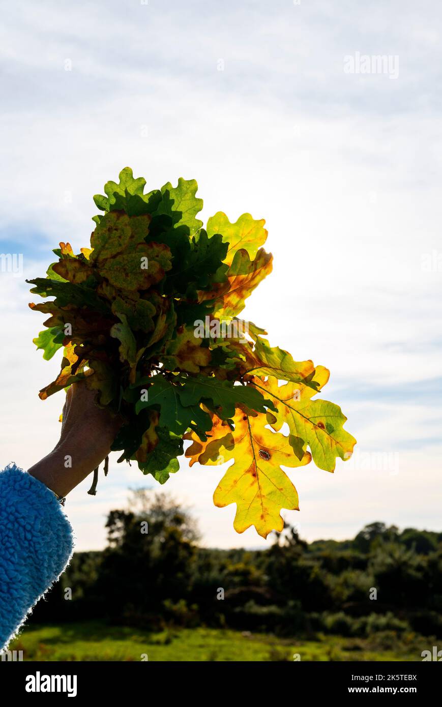 Woman holding bunch of collected oak tree leaves in Ashdown Forest on ...