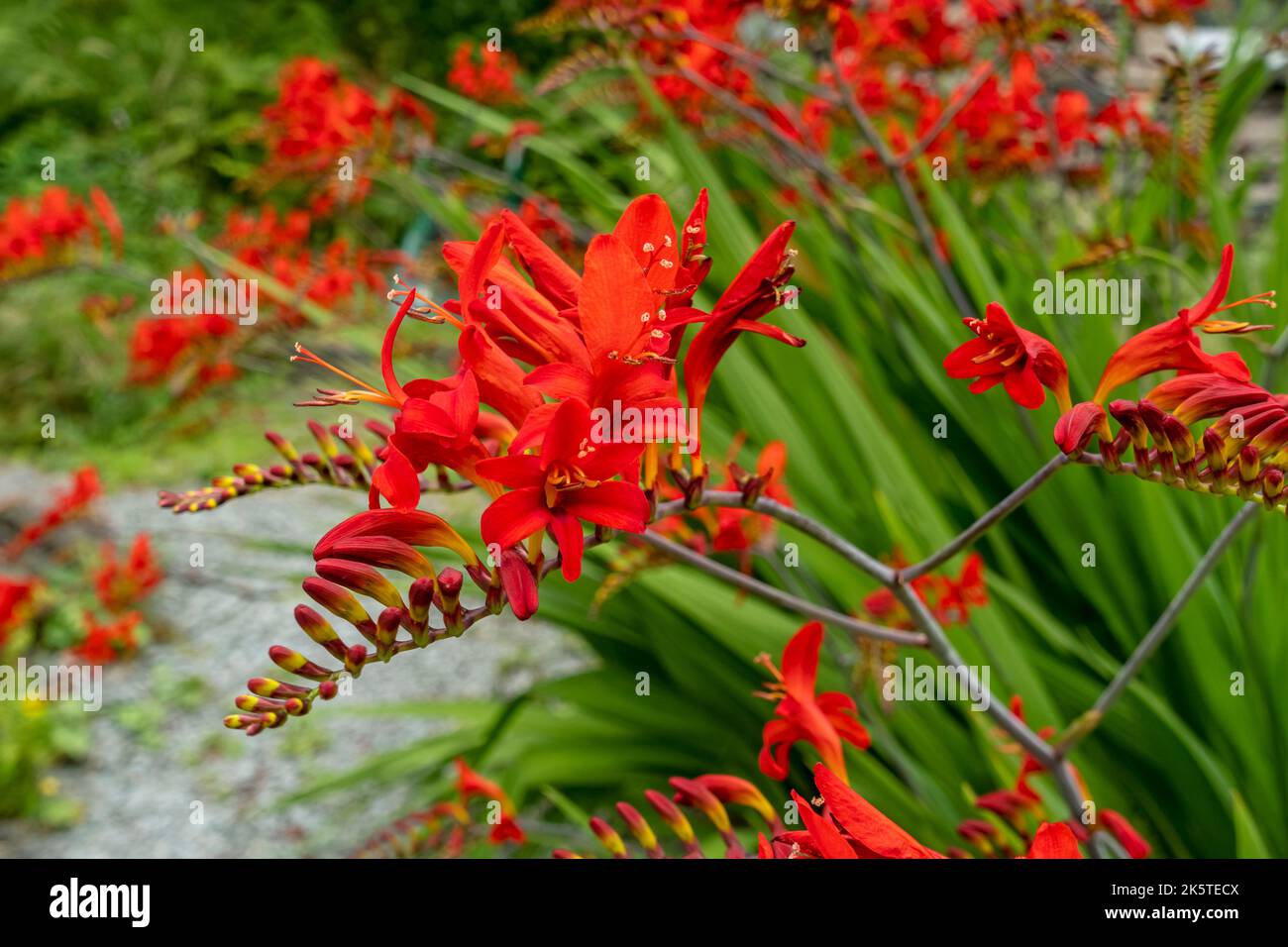 Crocosmia lucifer montbretia hi-res stock photography and images - Alamy