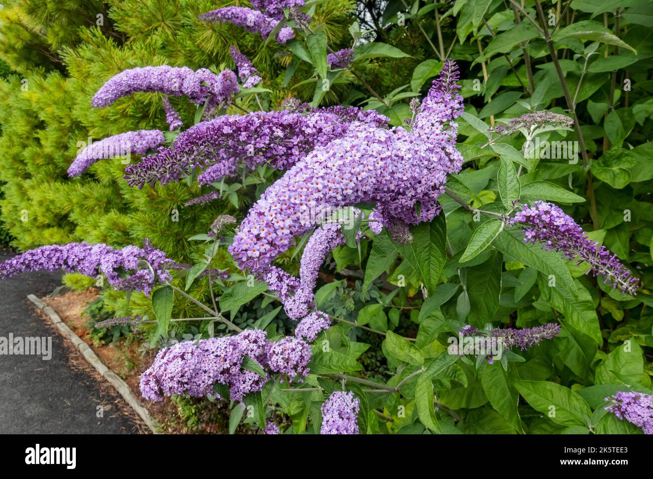 Close up of purple violet Buddleia davidii flowers flower flowering ...