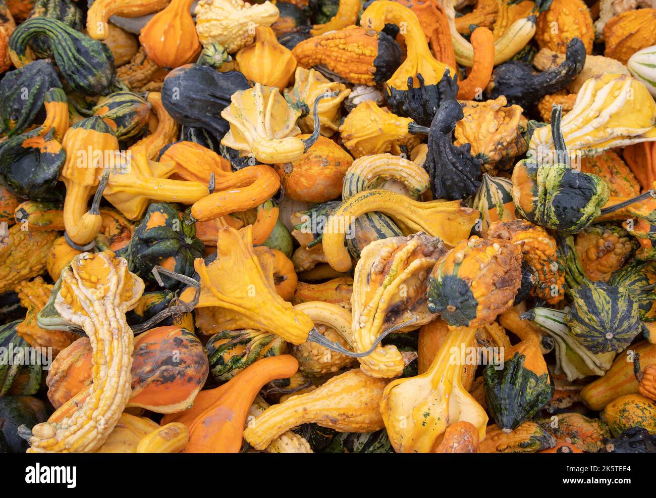 Small various types of gourds fresh from a farmers market on a cool ...