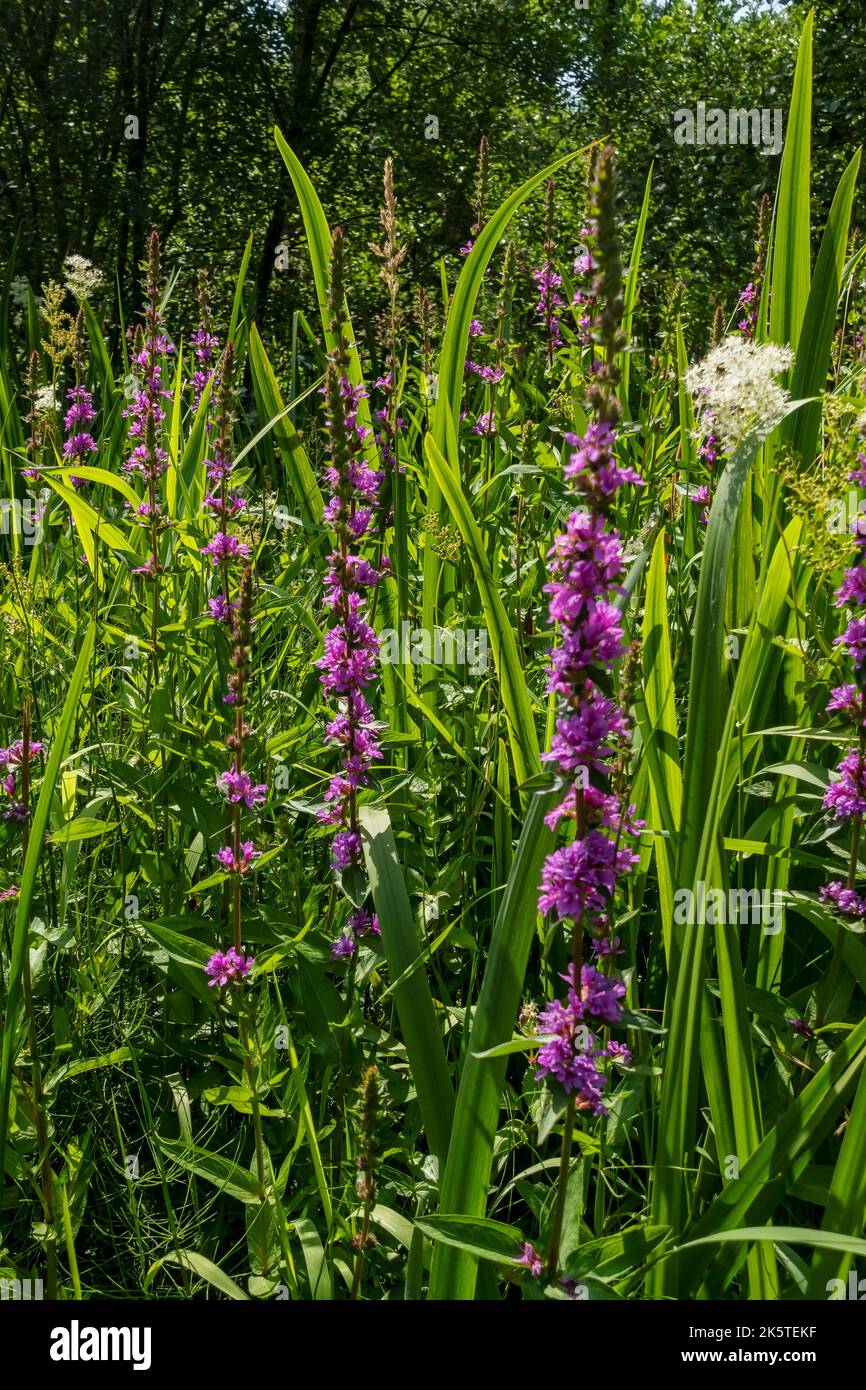 Close up of purple loosestrife Lythrum salicaria and white meadowsweet ...