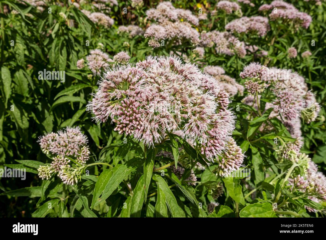 Asteraceae hi-res stock photography and images - Alamy