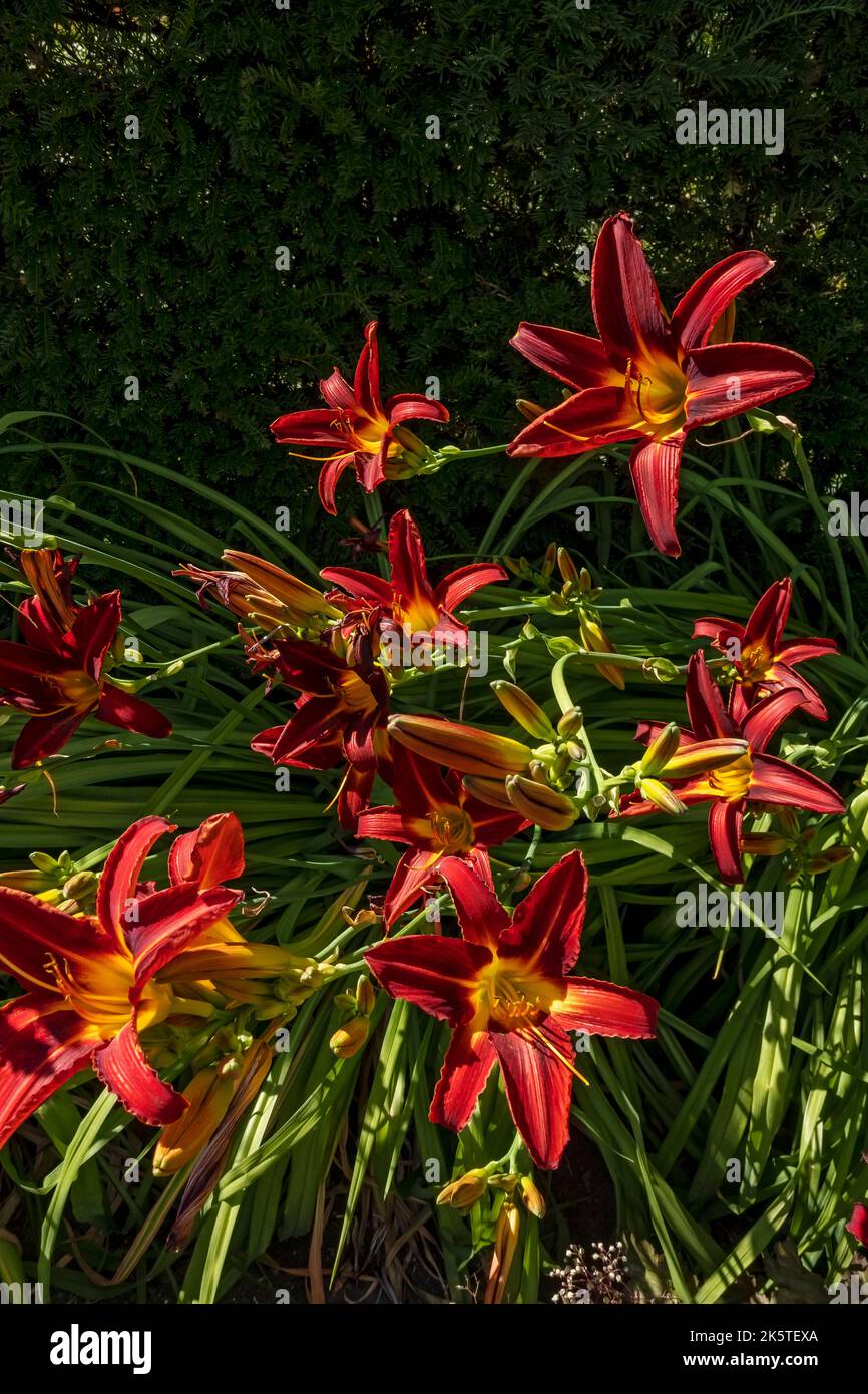 Red lily flowers in close hi-res stock photography and images - Alamy