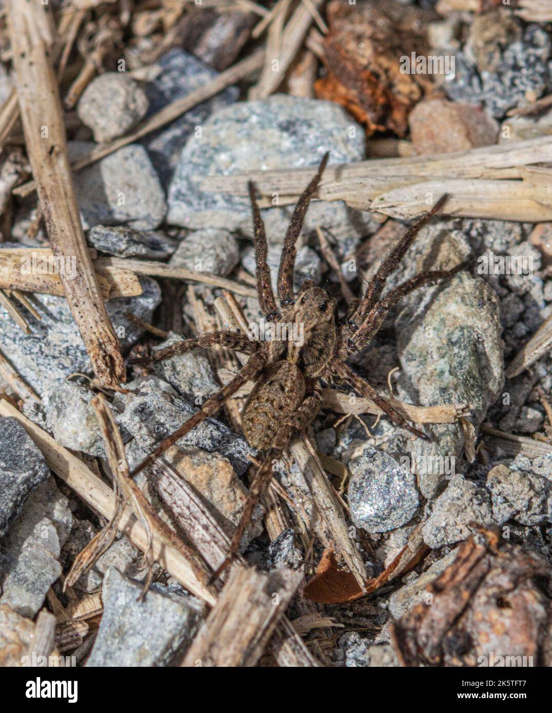 Alopecosa albofasciata, Female Wolf Spider Stock Photo - Alamy