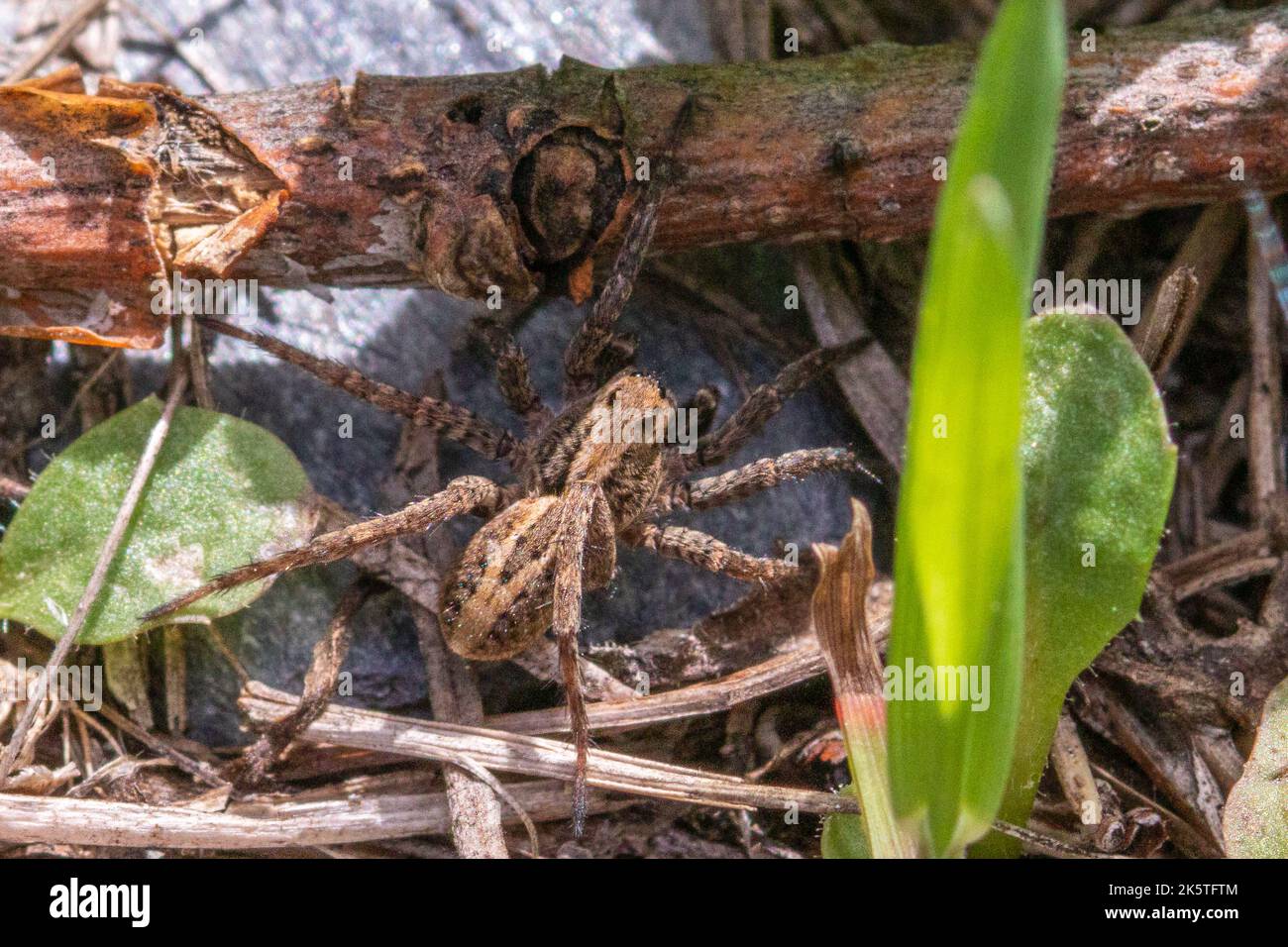 Alopecosa albofasciata, Subadult Wolf Spider Stock Photo - Alamy