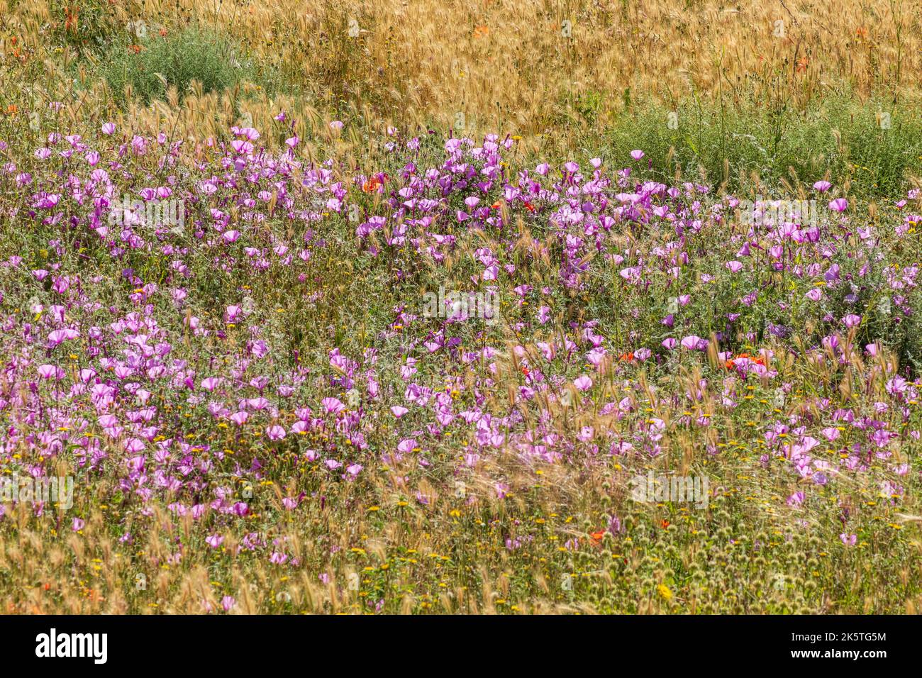 Convolvulus althaeoides, Field of Mallow Bindweed Growing Wild Stock ...