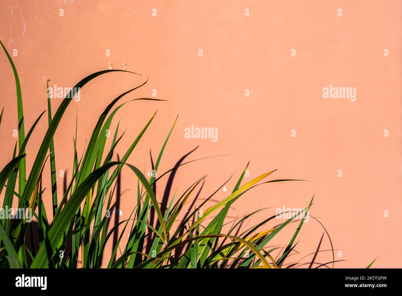 Green oblong leaves on an abstract background of pink textured plaster ...