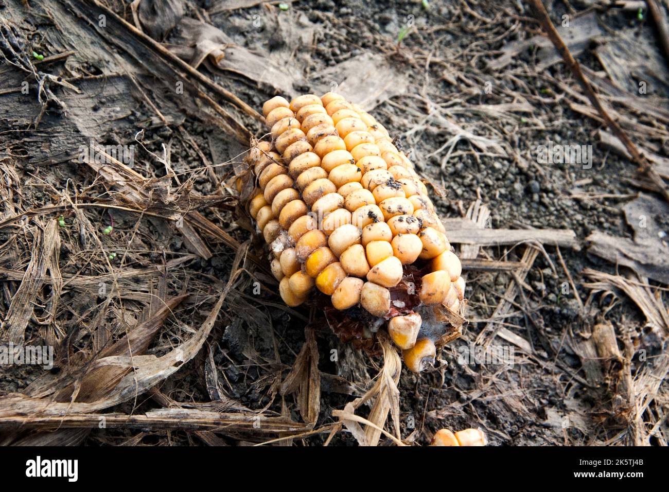 Dried corn cobs, damaged by the severe drought that hit Italy this year ...