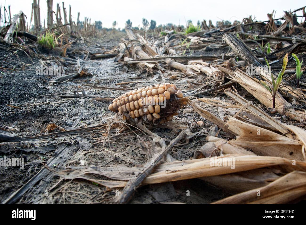 Dried corn cobs, damaged by the severe drought that hit Italy this year ...