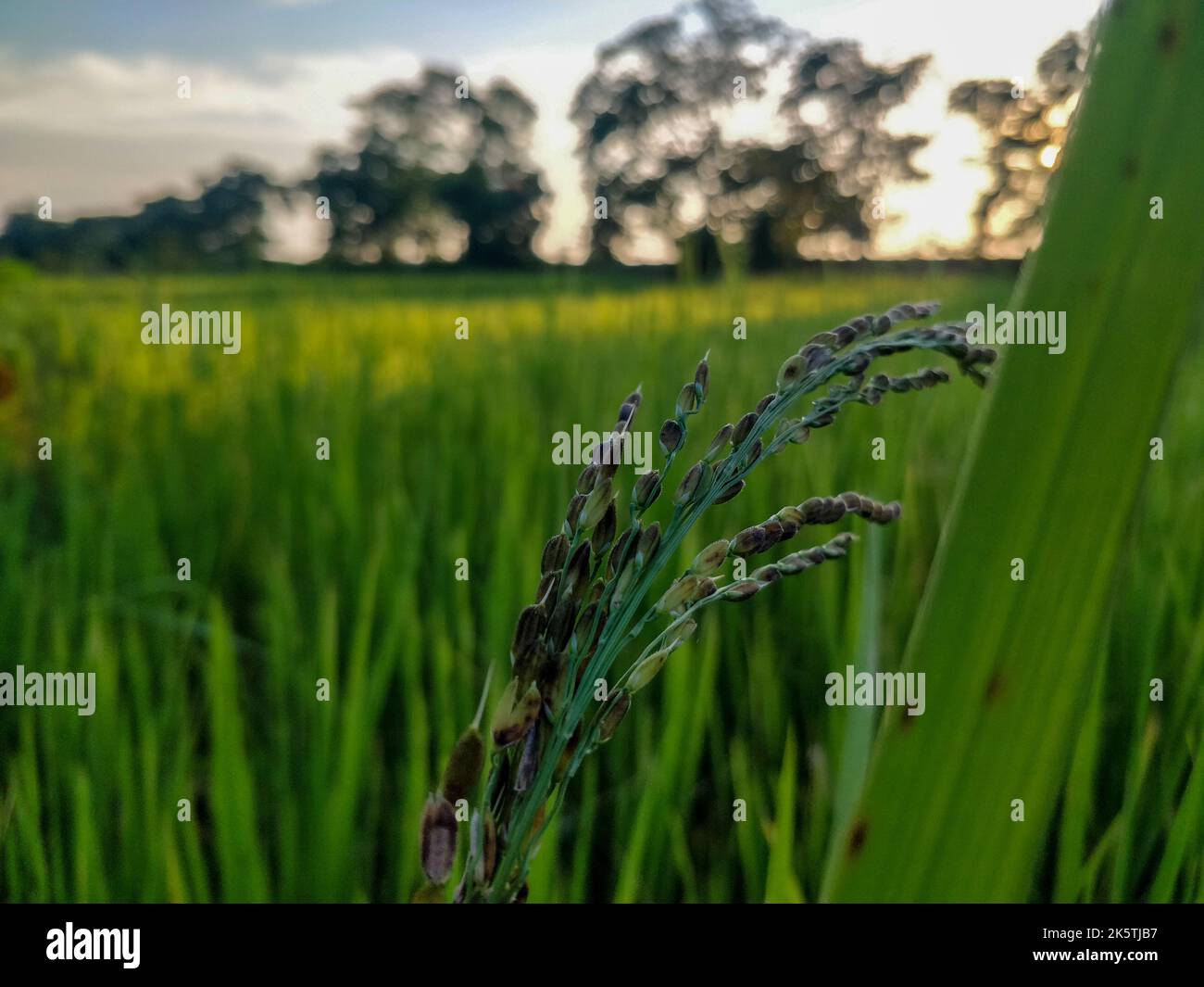 Black and rice field hi-res stock photography and images - Alamy