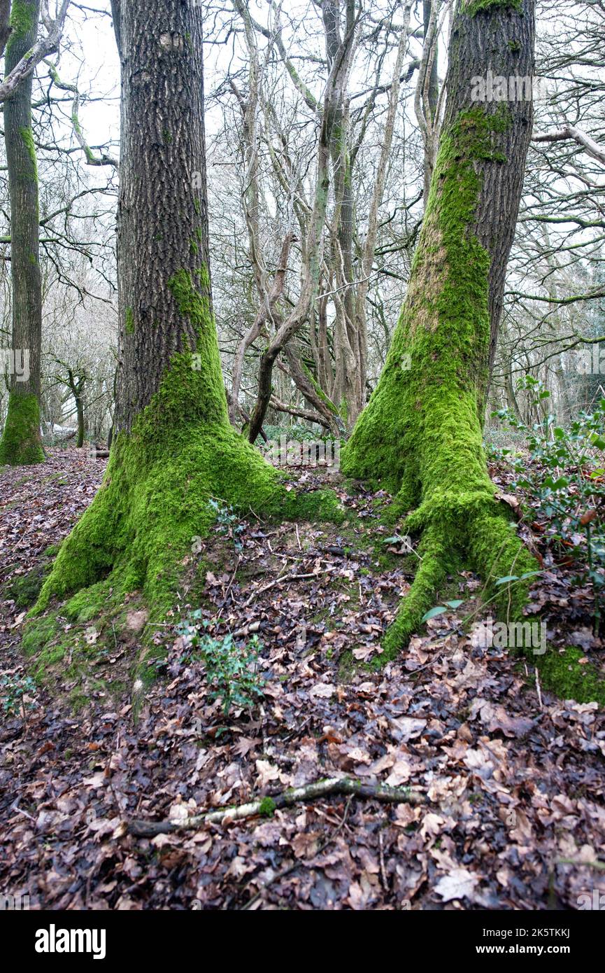 moss covered trees in woodland wheathampstead hertfordshire england ...