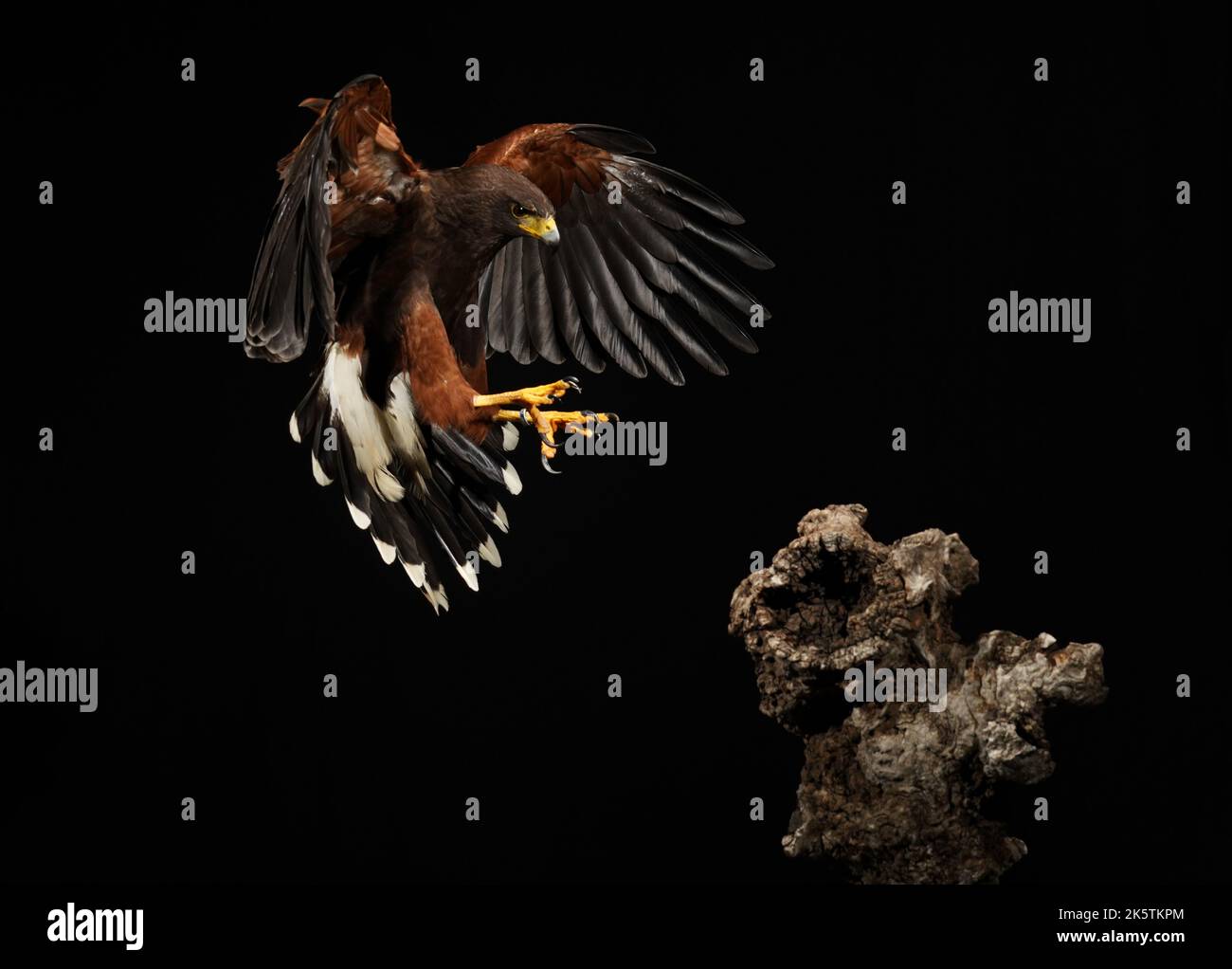 Harris Hawk flying in a black background Stock Photo - Alamy