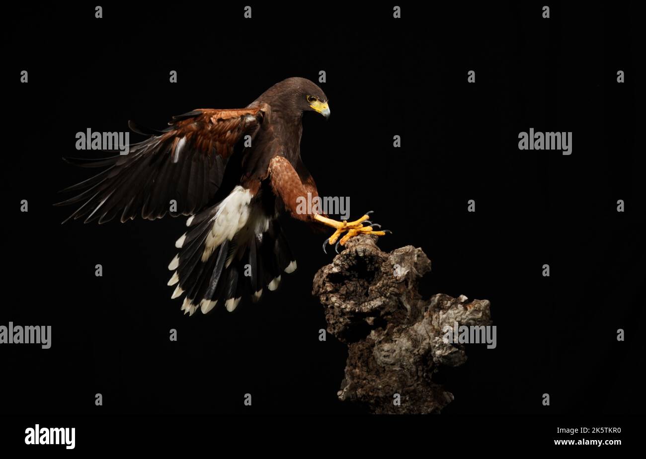 Harris Hawk flying in a black background Stock Photo - Alamy