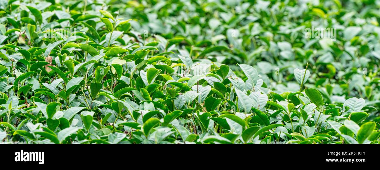 Close up of beautiful green tea crop garden rows scene, design concept ...