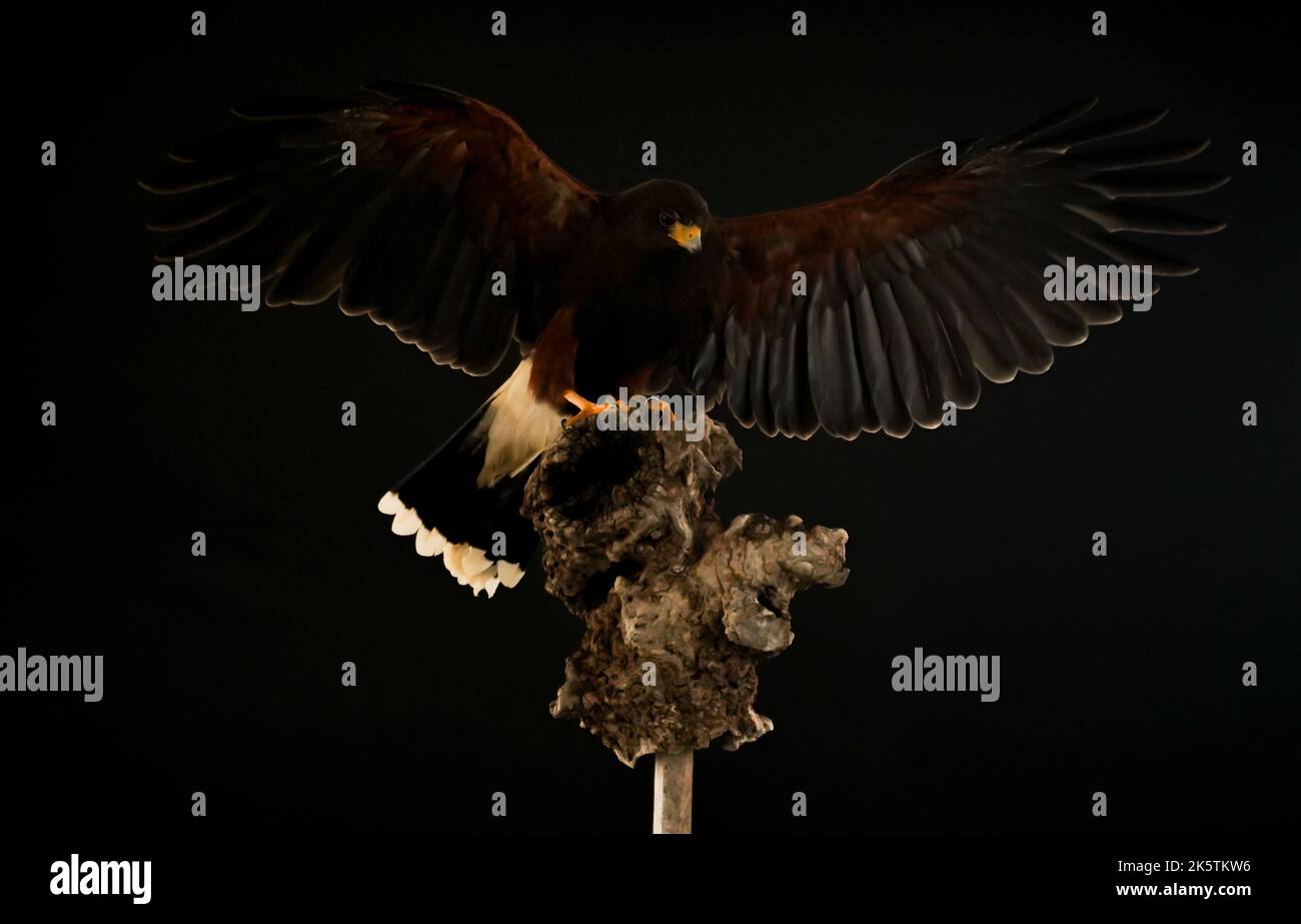 Harris Hawk flying in a black background Stock Photo - Alamy