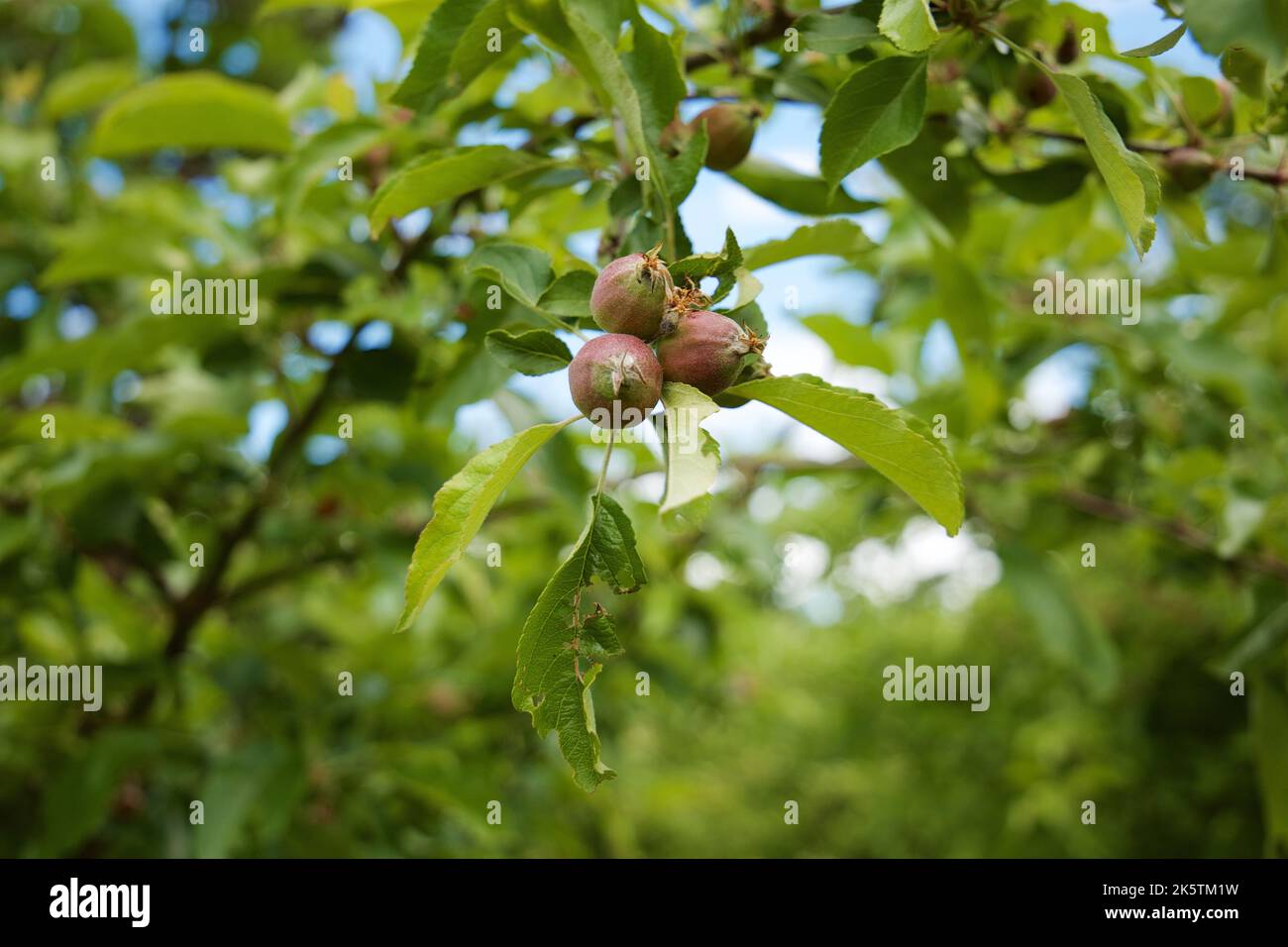 A closeup of the apples growing on a tree in an orhcard Stock Photo - Alamy