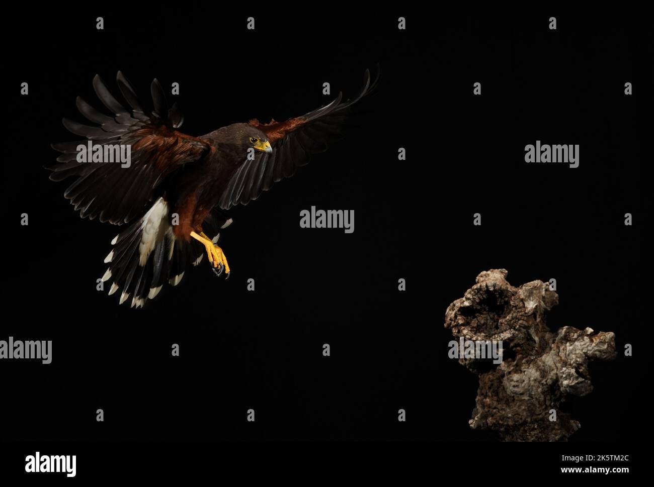 Harris Hawk flying in a black background Stock Photo - Alamy