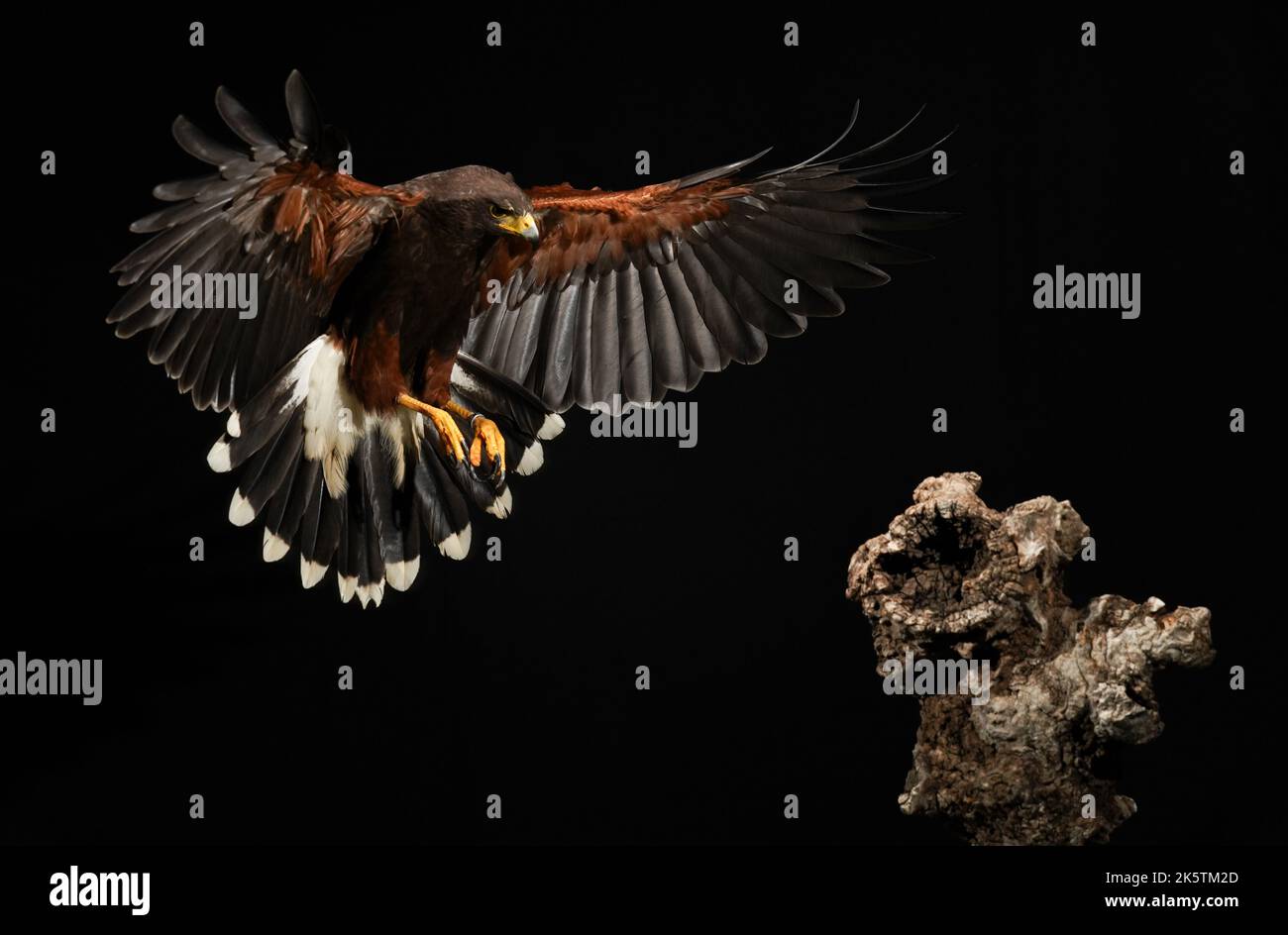 Harris Hawk flying in a black background Stock Photo - Alamy