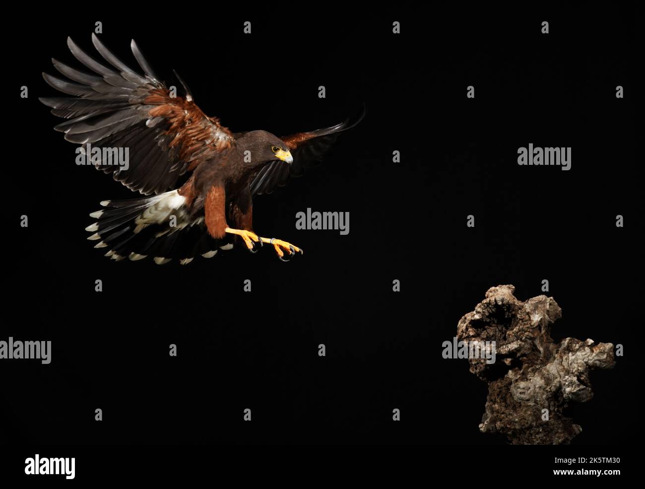 Harris Hawk flying in a black background Stock Photo - Alamy